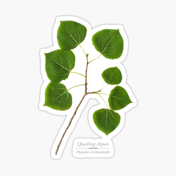 "Quaking Aspen Tree" Sticker for Sale by rollosphotos | Redbubble