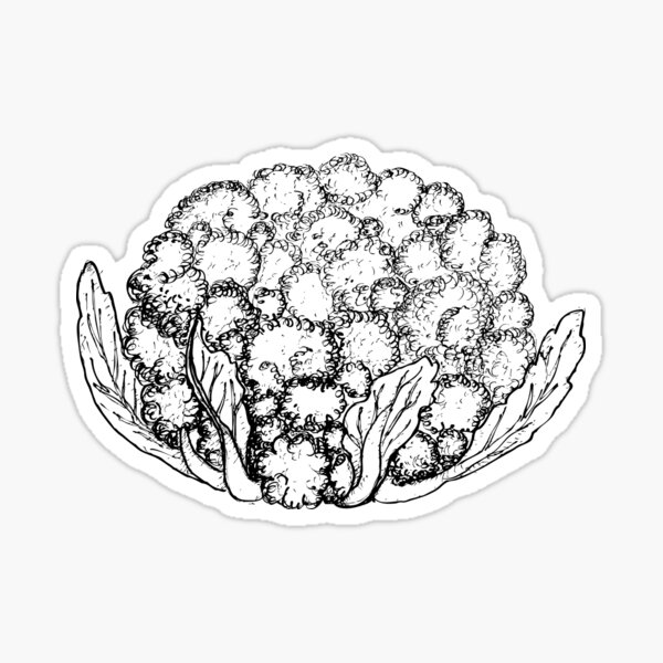 "Hand Drawn of Fresh White Cauliflower" Sticker for Sale by Iamnee ...