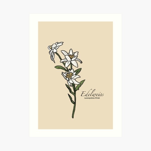 "Edelweiss " Art Print for Sale by GuideApparel | Redbubble