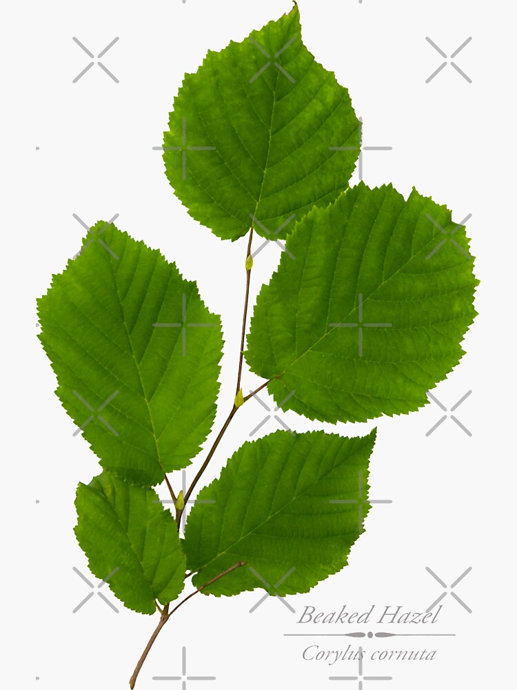 "Beaked Hazel Tree" Sticker for Sale by rollosphotos | Redbubble