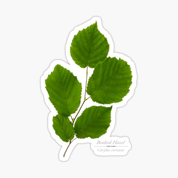 "Beaked Hazel Tree" Sticker for Sale by rollosphotos | Redbubble