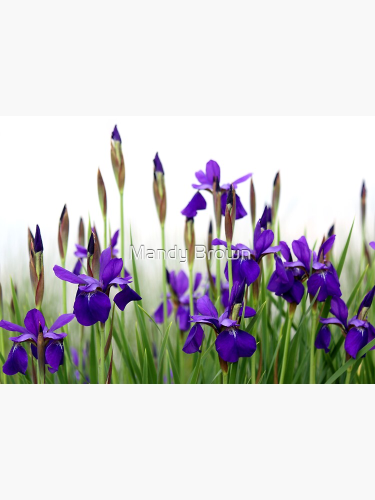 "Iris Parade" Sticker for Sale by MandanaB | Redbubble