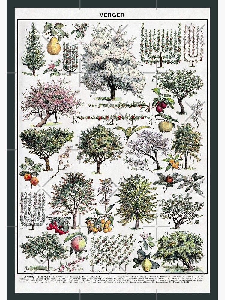 "Verger Vintage Illustration by Millot - French Orchard Trees ...