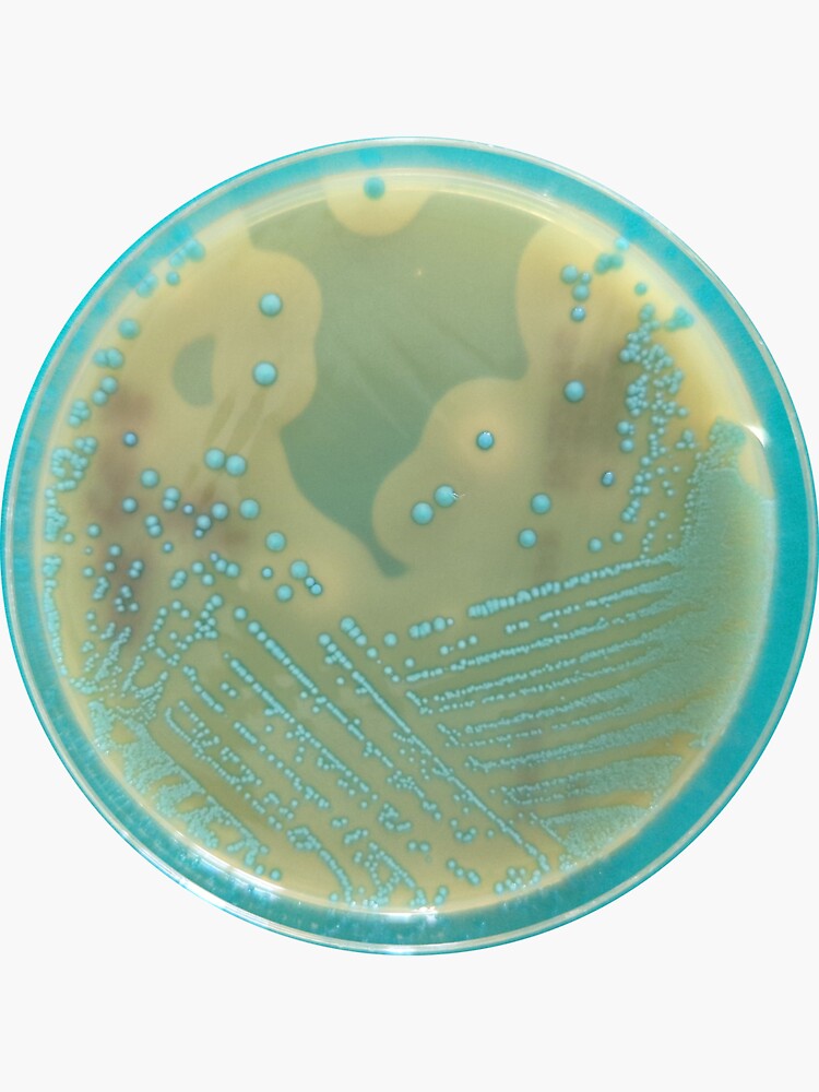 "Listeria growing an ALOA agar" Sticker for Sale by fromthelab | Redbubble
