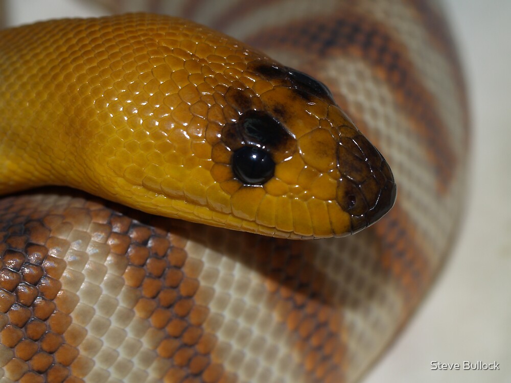 "Woma Python" by Steve Bullock | Redbubble