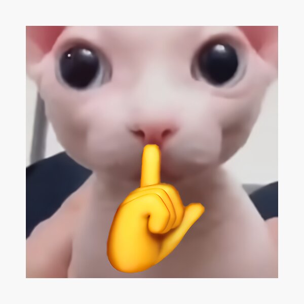 "HQ Bingus Shushing Cat Meme " Photographic Print for Sale by ...