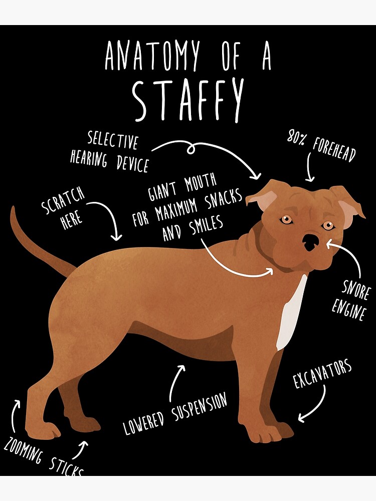 "Staffordshire Terrier Staffy Anatomy" Poster for Sale by Psitta ...