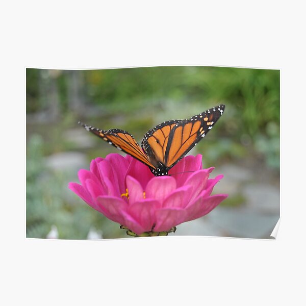 "Monarch Butterfly" Poster for Sale by Carissariley | Redbubble
