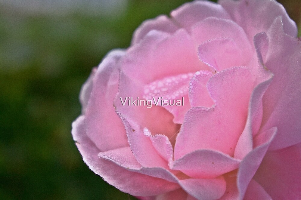 "Dewy Pink Rose A" by VikingVisual | Redbubble