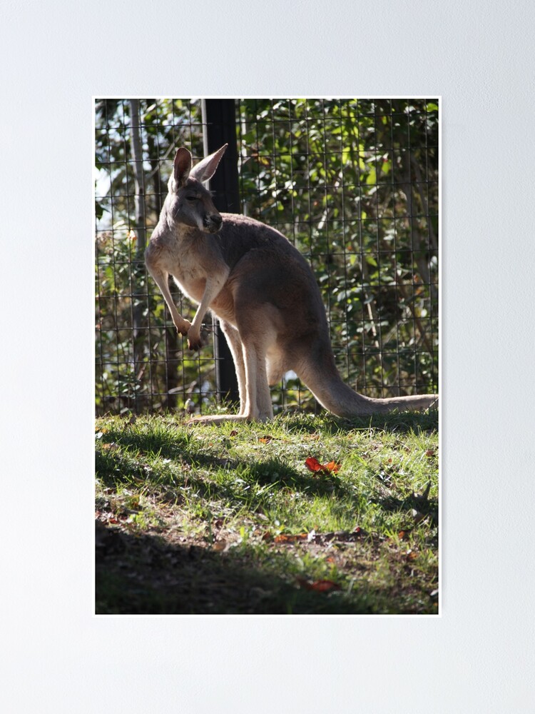 "Kanga" Poster by dianakimble | Redbubble
