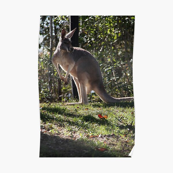 "Kanga" Poster by dianakimble | Redbubble