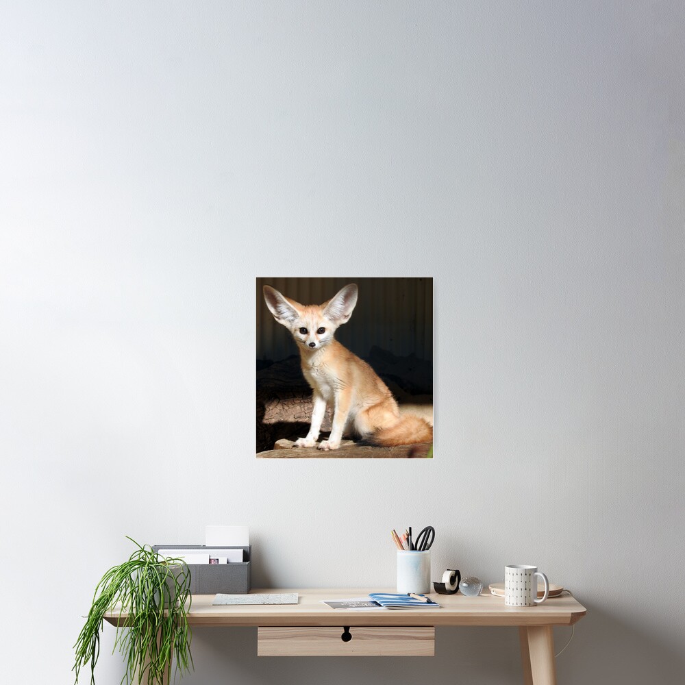 "Fennec Fox" Poster von kirstybush | Redbubble