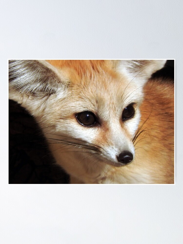 "Fennec Fox" Poster for Sale by kirstybush | Redbubble