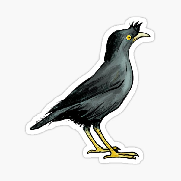 "Crested Myna" Sticker for Sale by adolfux | Redbubble