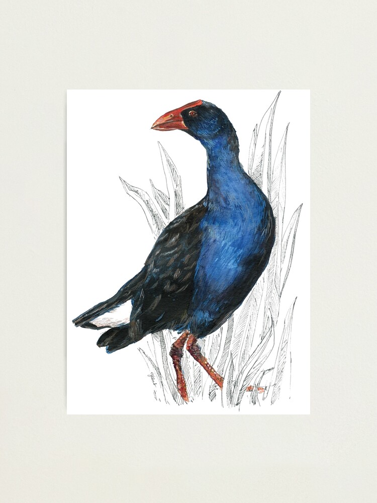 "Mr Pukeko" Photographic Print by EmilieGeant | Redbubble