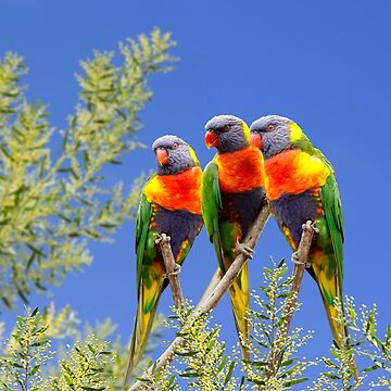 "Rainbow Lorikeet Love, Australian Birds, Bright and Colorful Birds ...