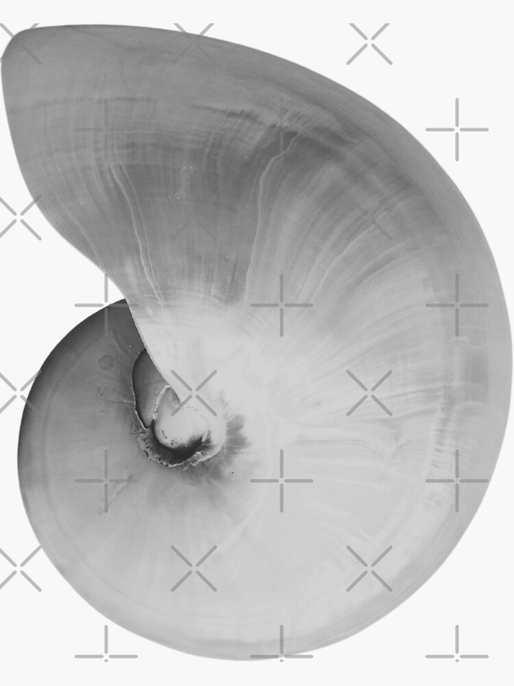 "Fibonacci Shell" Sticker for Sale by boomantique | Redbubble