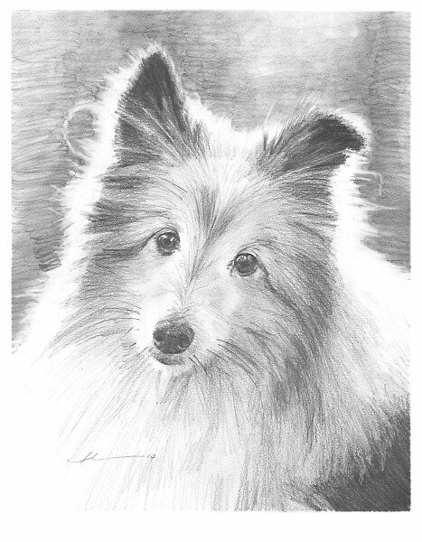 "Sheltie drawing" by mike theuer | Redbubble