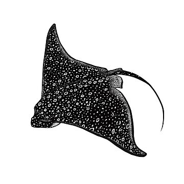"Eagle Ray" Sticker for Sale by kohola-kai | Redbubble
