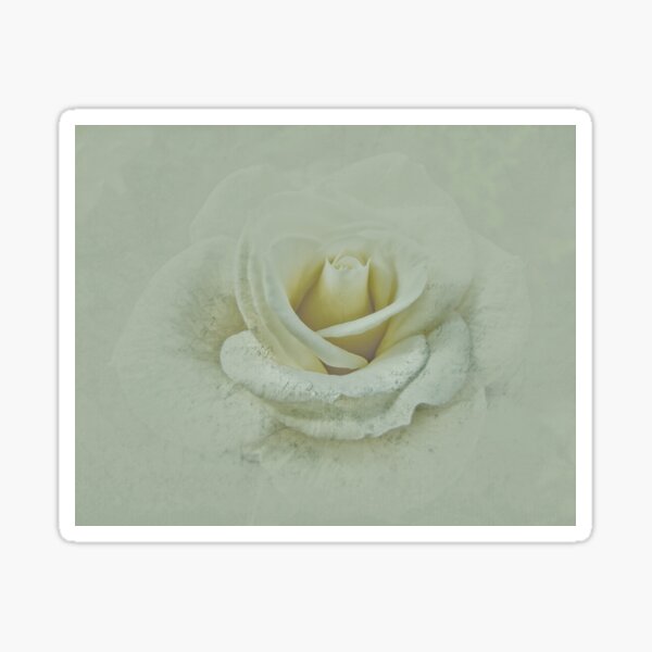 "Sleepy Rose" Sticker for Sale by MotherNature2 | Redbubble