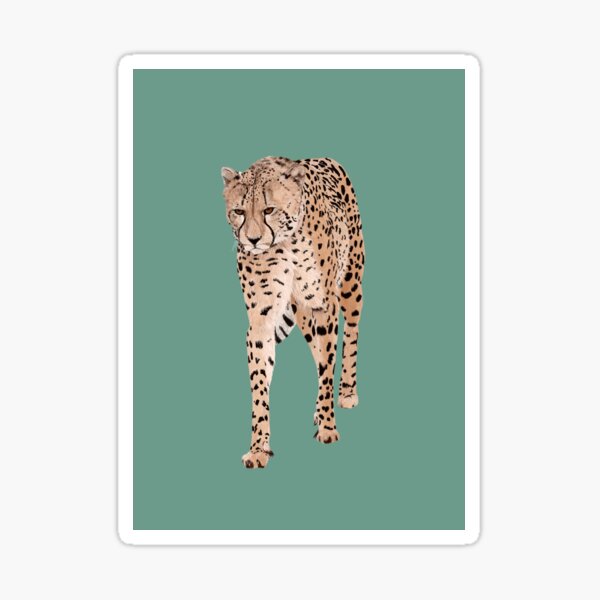 "Cheetah " Sticker for Sale by CLBArtDesign | Redbubble