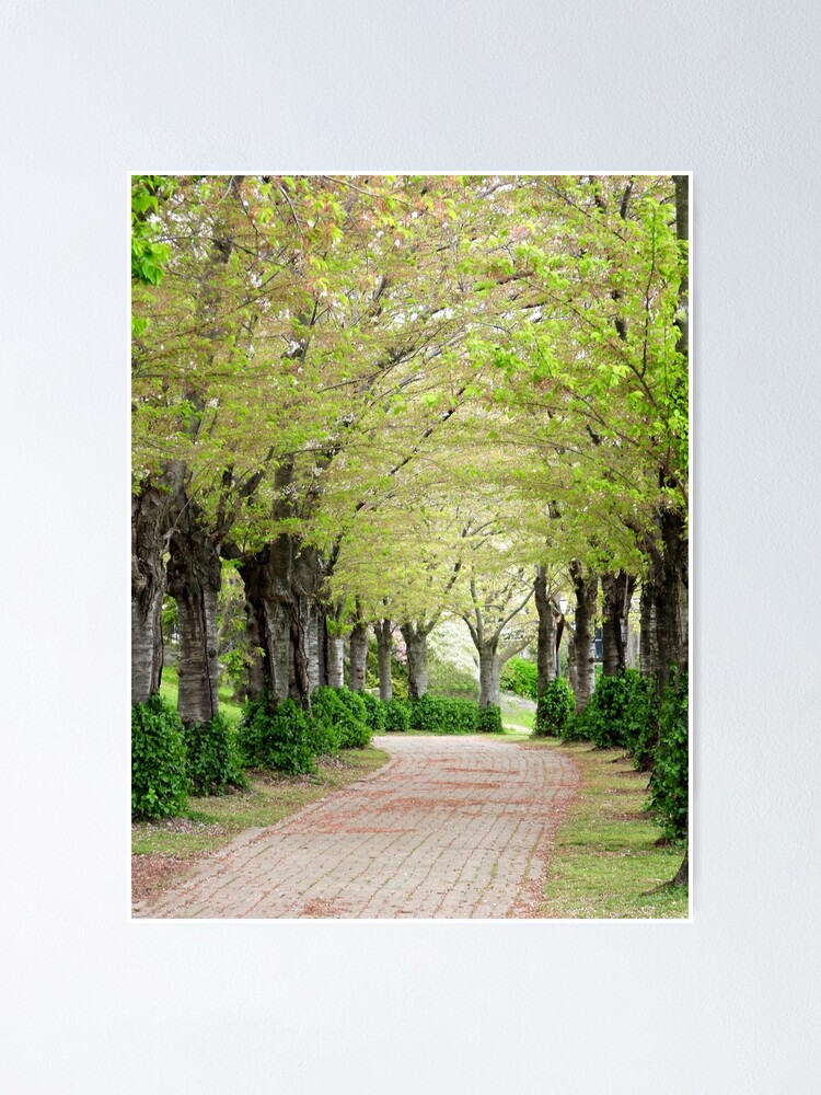 "Cherry trees after the blooms" Poster for Sale by PhotosBySusanne ...