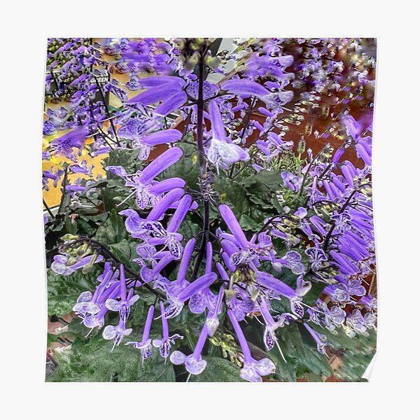 "Diviner’s Sage" Poster for Sale by Innerworks123 | Redbubble