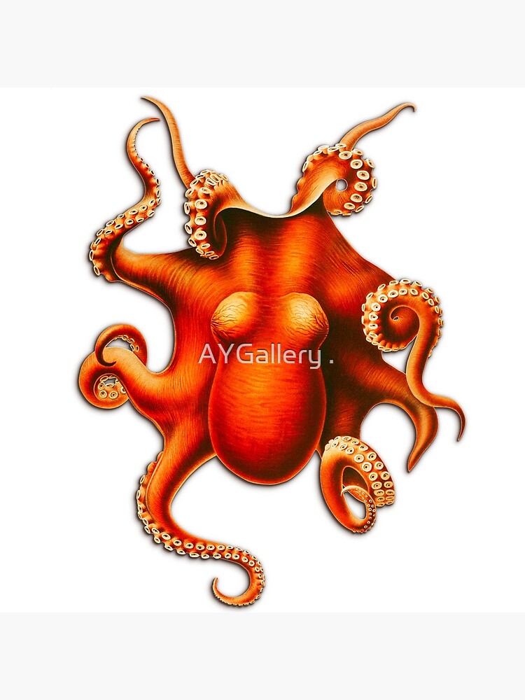"Digitally Remastered Octopus - [Octopus illlustration from Deutschen ...