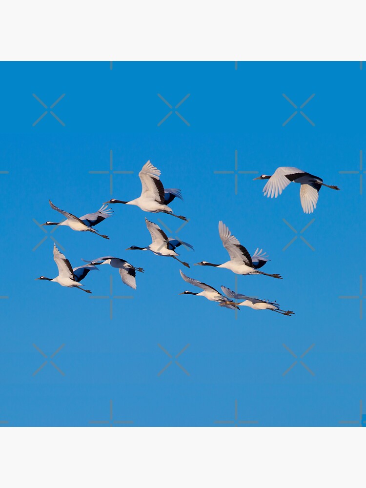 "FLYING CRANES Japanese Blue" Sticker for Sale by gani-75 | Redbubble