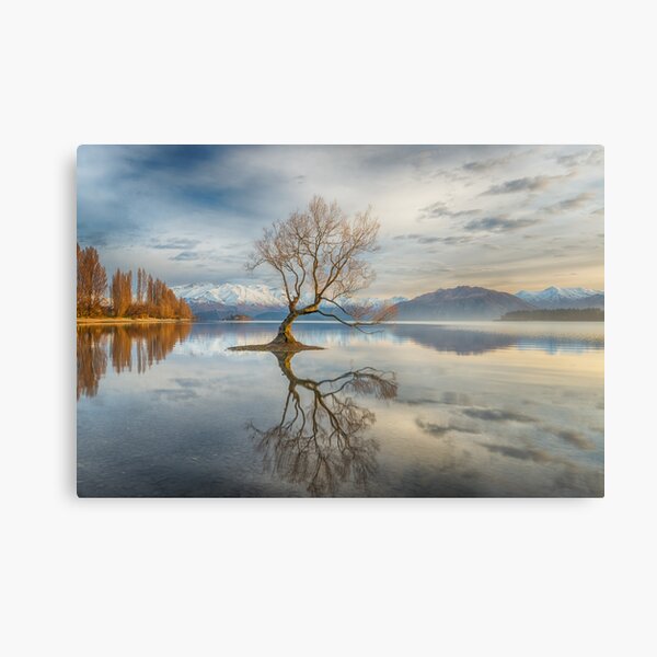 "Wanaka Tree" Metal Print for Sale by LindaCutche | Redbubble