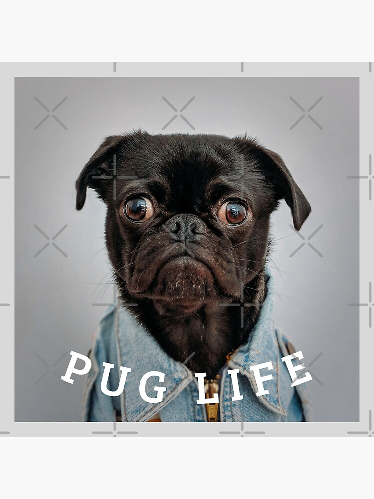 "cute pug picture" Poster for Sale by doggo-world | Redbubble