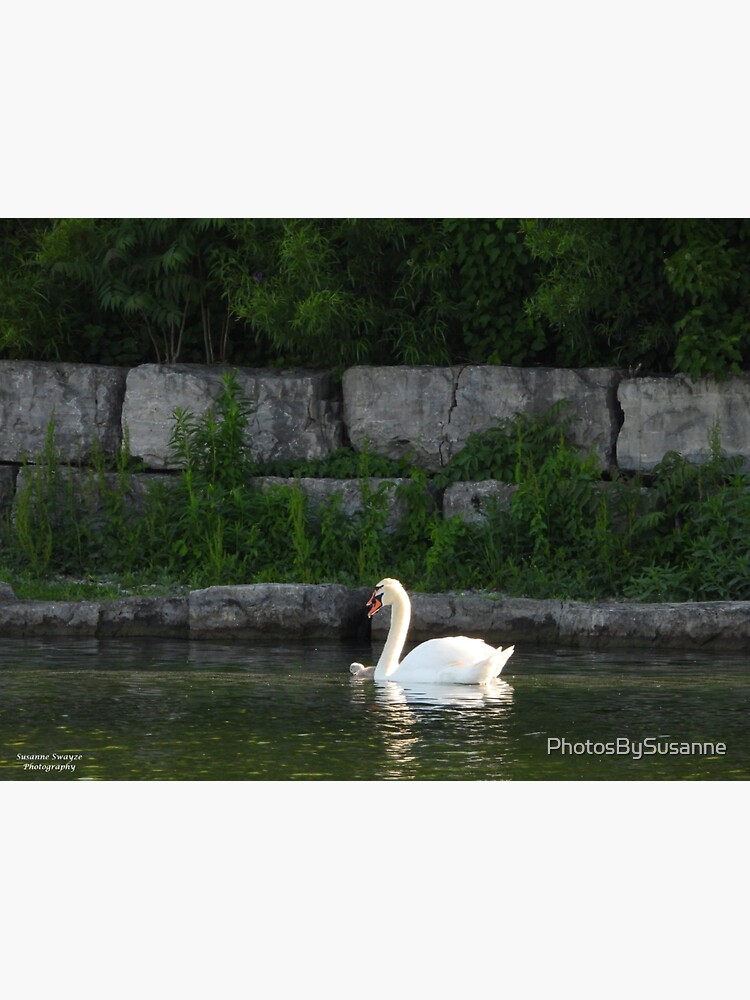 "Swan Swimming Symmetry-parents & Cygnet" Sticker for Sale by ...