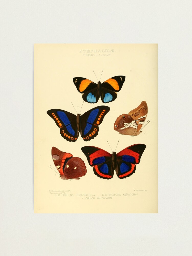 "Exotic Butterflies I - Prepona praeneste, Prepona xenagoras, Agrias ...