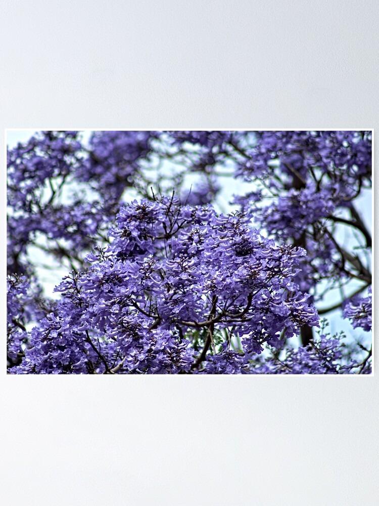 "Flowering Jacaranda Tree Branch Blooming Spring Flowers " Poster for ...