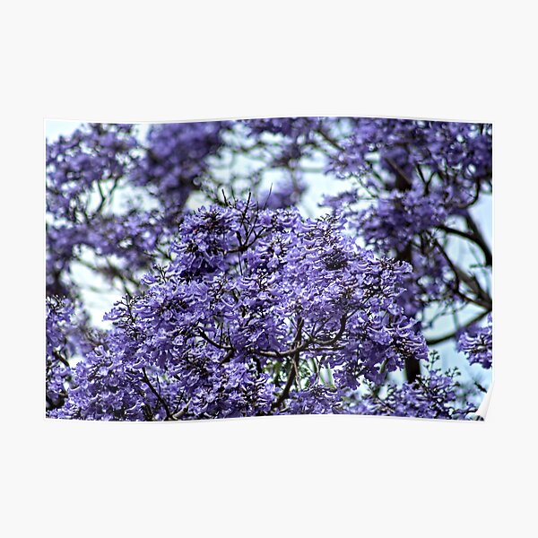 "Flowering Jacaranda Tree Branch Blooming Spring Flowers " Poster for ...