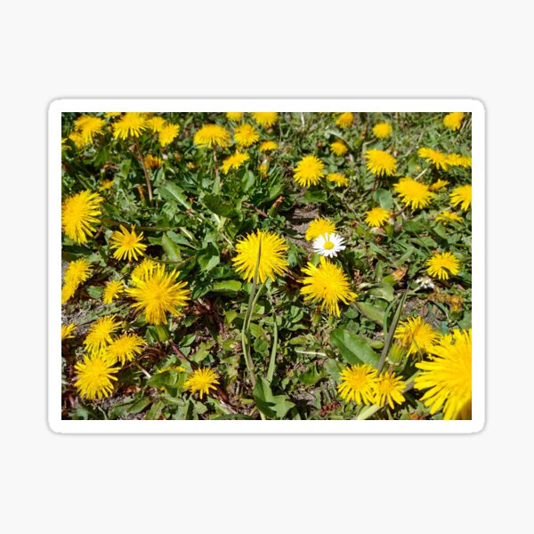 "Dandelion Meadow With A Daisy Standing Out, yellow meadow" Sticker for ...