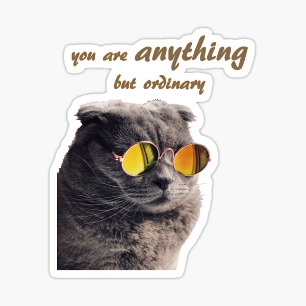 "Funny Cat With Funky Glasses Grey Cat MeMe With Sunglasses Cat Saying ...