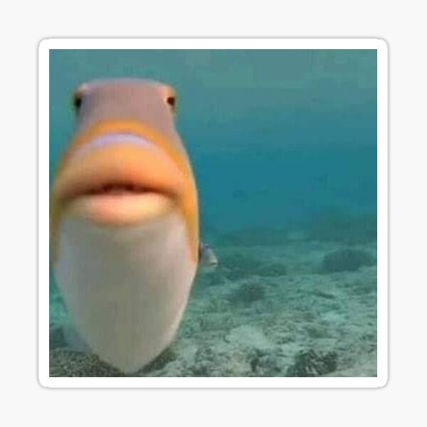 "Fish meme" Sticker for Sale by VioletyesKitten | Redbubble