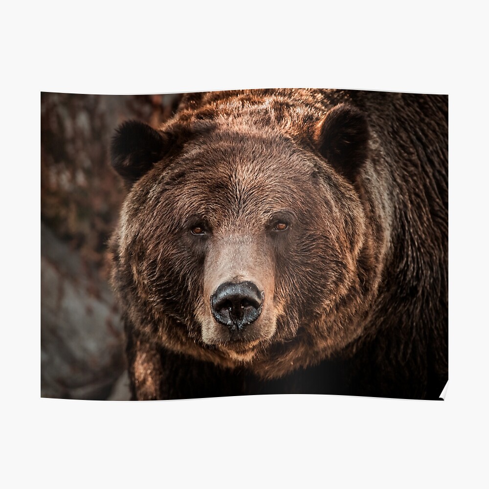 Grizzly Bear Close Up Poster By Ambertreeimages Redbubble