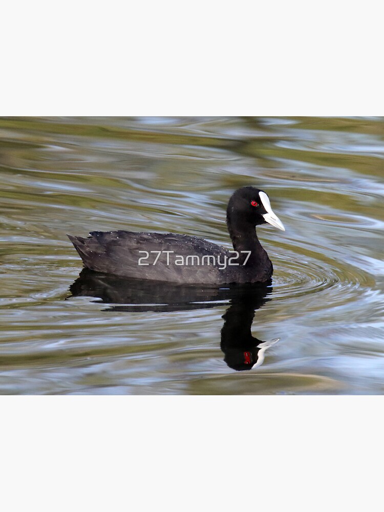 "Eurasian Coot" Sticker for Sale by 27Tammy27 | Redbubble