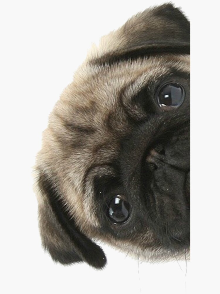 "Peek A Pug" Sticker for Sale by ndonato1 | Redbubble