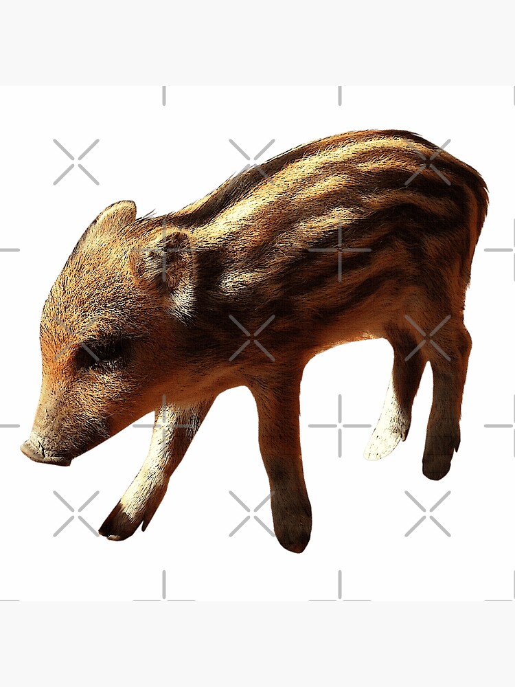 "Pig from the front, baby wild boar, popular baby animals, the cutest ...