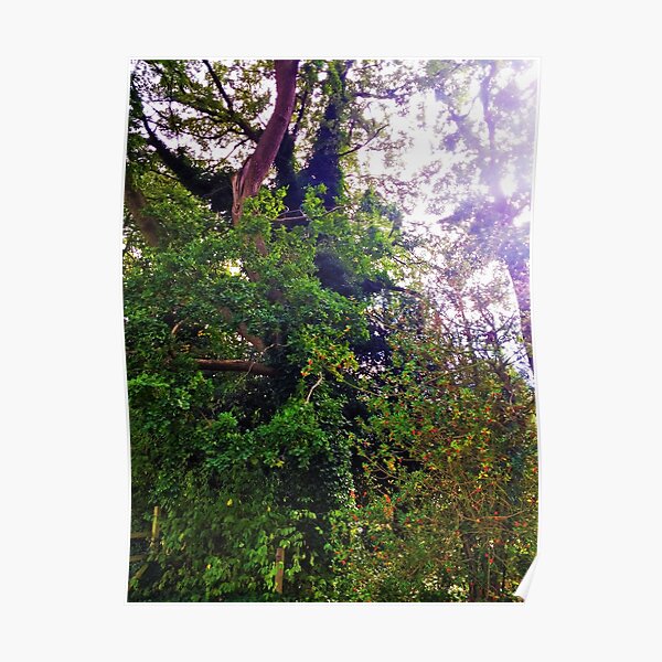 Póster «MI. #233 |☼| Brillando a través de los árboles - Toma 2 (Elsham ...