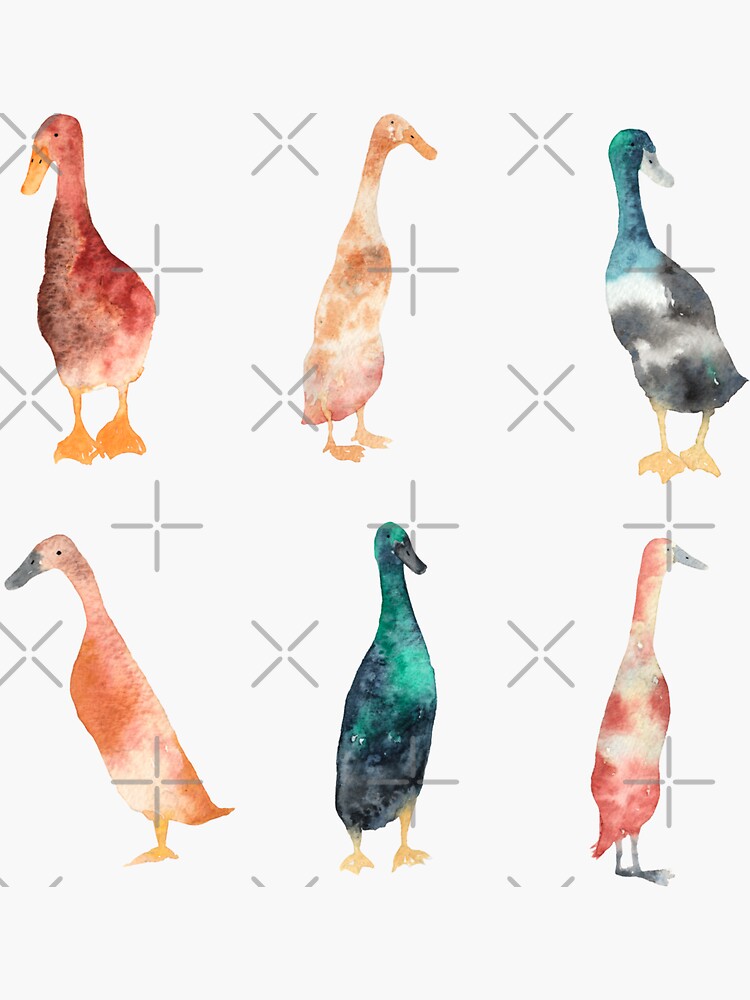 "Watercolour Indian Runner Ducks" Sticker for Sale by RosalieReeves ...