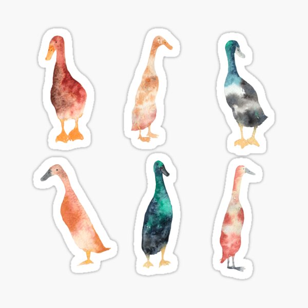 "Watercolour Indian Runner Ducks" Sticker for Sale by RosalieReeves ...
