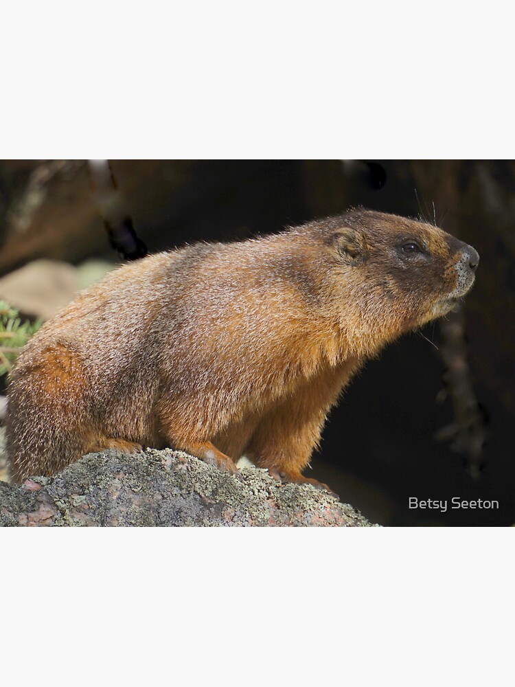 "Marmot" Sticker for Sale by livehonestly | Redbubble