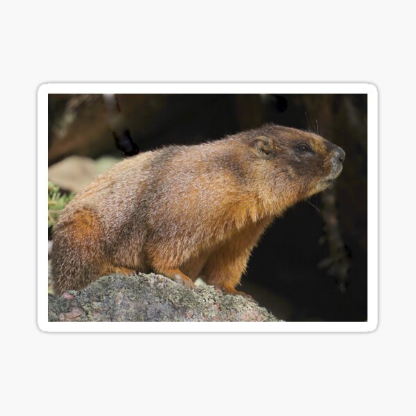 "Marmot" Sticker for Sale by livehonestly | Redbubble