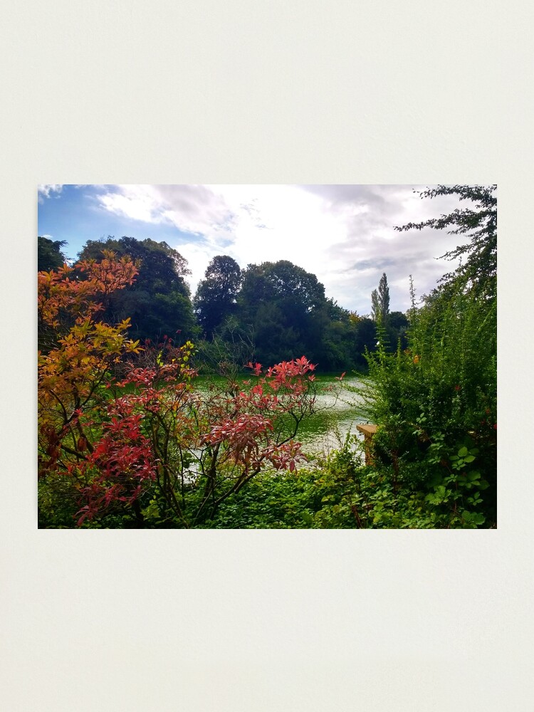 Lámina fotográfica «MI. #241 |☼| Variedad de color de las hojas (Elsham ...