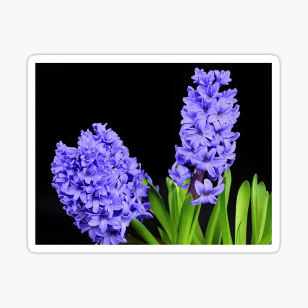 "Hyacinth flowers in floresence " Sticker for Sale by KaysVintage ...