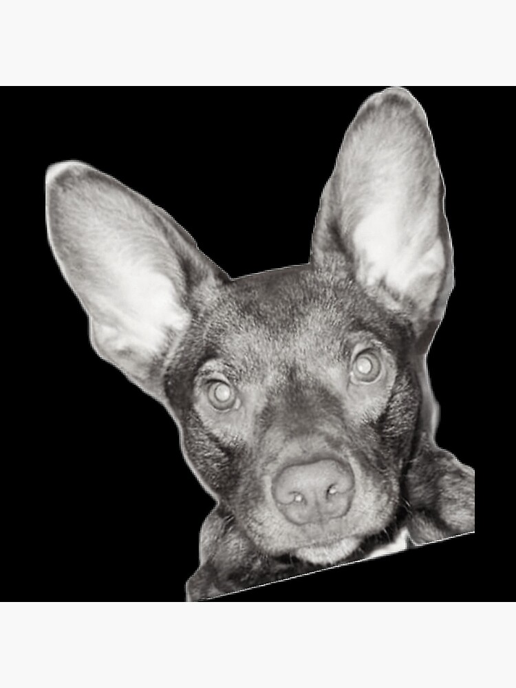 "Coolest dog doggy face cute monochrom classic" Photographic Print for ...